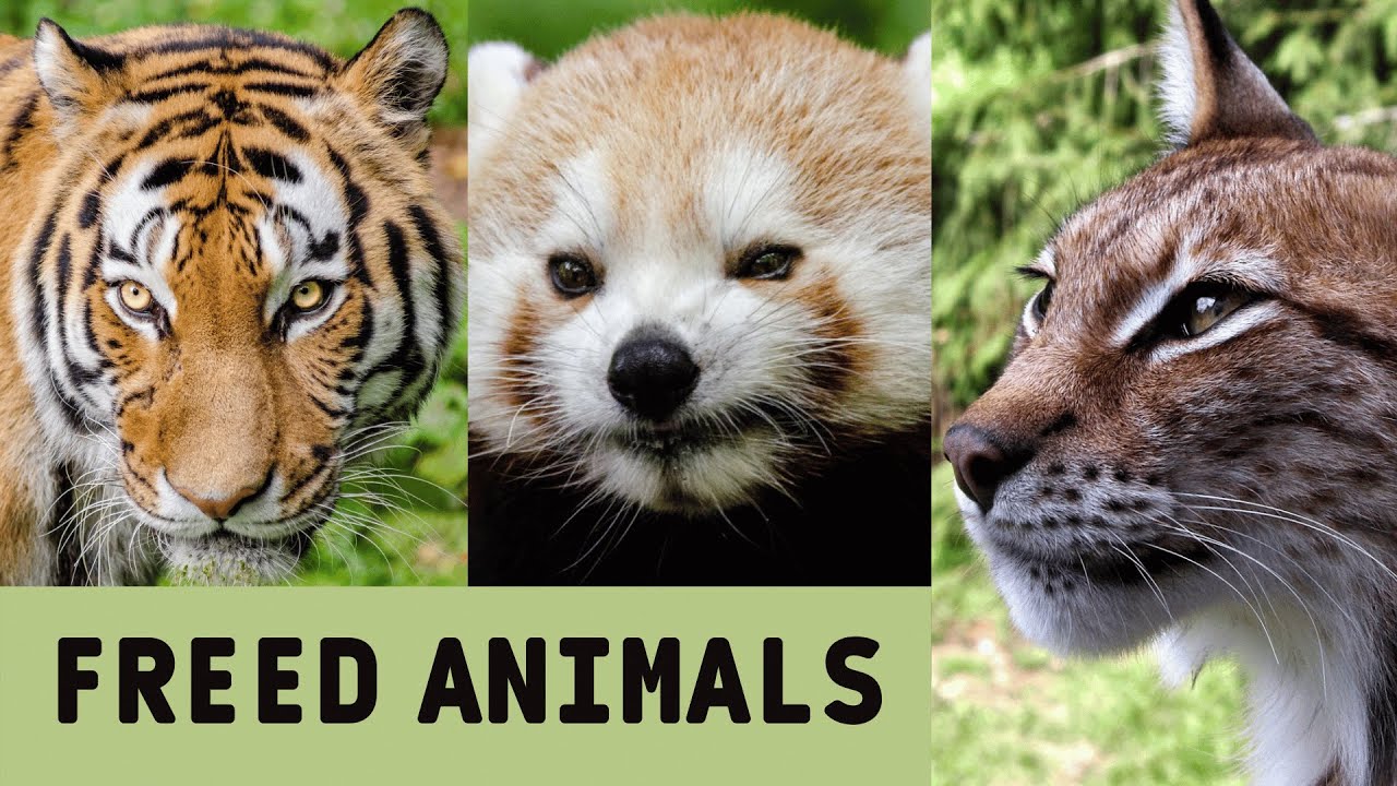 Animals released into the wild // Freed animals - YouTube