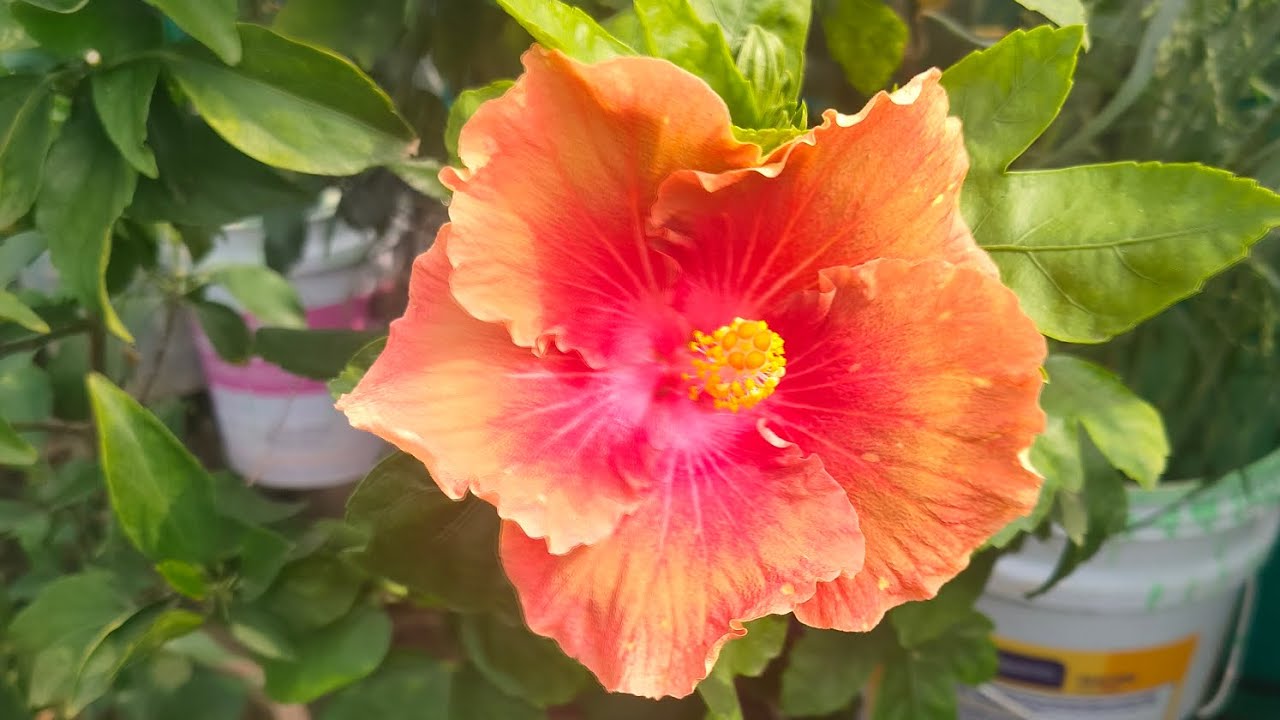 hibiscus 🌺 #hybridhibiscus #hibiscus #hibiscusgrafting #gudhal # ...