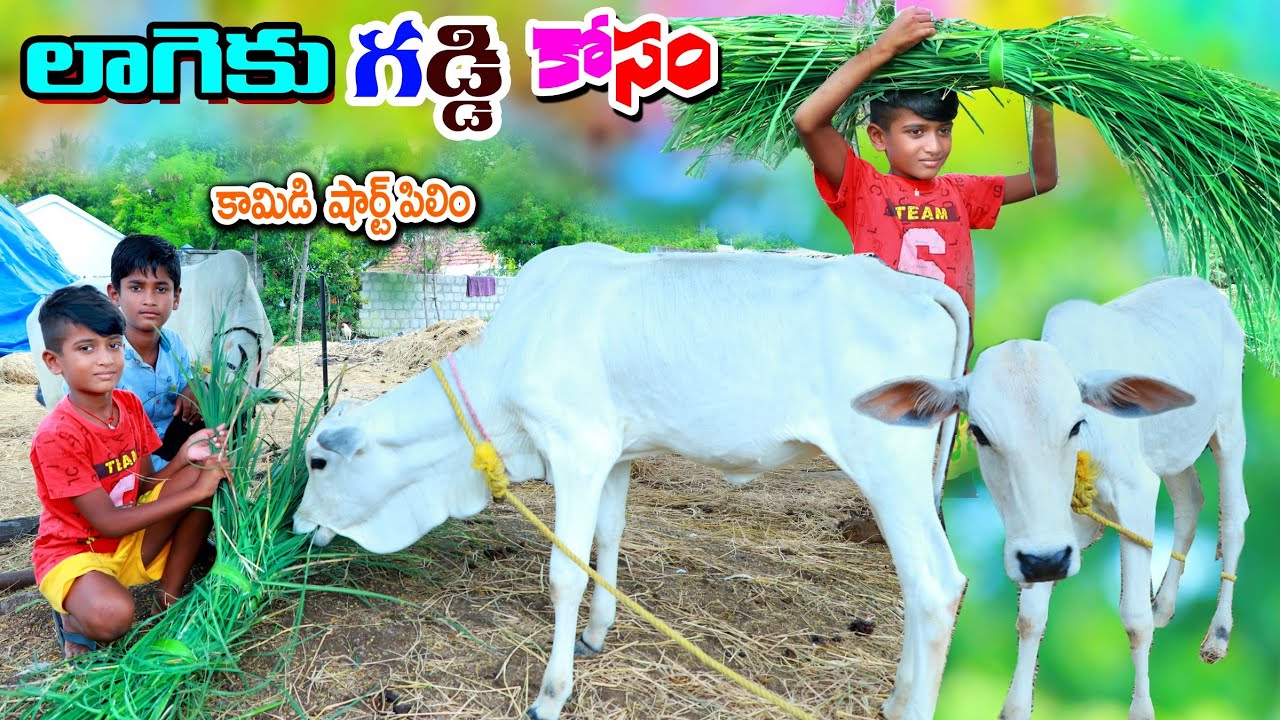 మను లాగెకు గడ్డి కోసం పోతే || manu cow lageku gaddi kosam pothe || manu ...