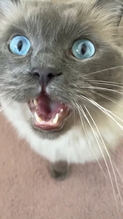 Ragdoll cat talking - YouTube