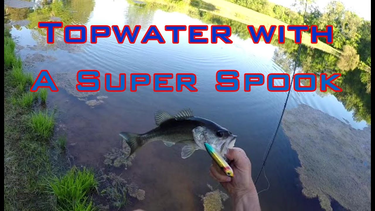 Heddon Super Spook: Pond Fishing - YouTube