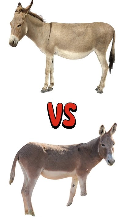 Donkey vs Mule What’s the Difference in 60 Second - YouTube