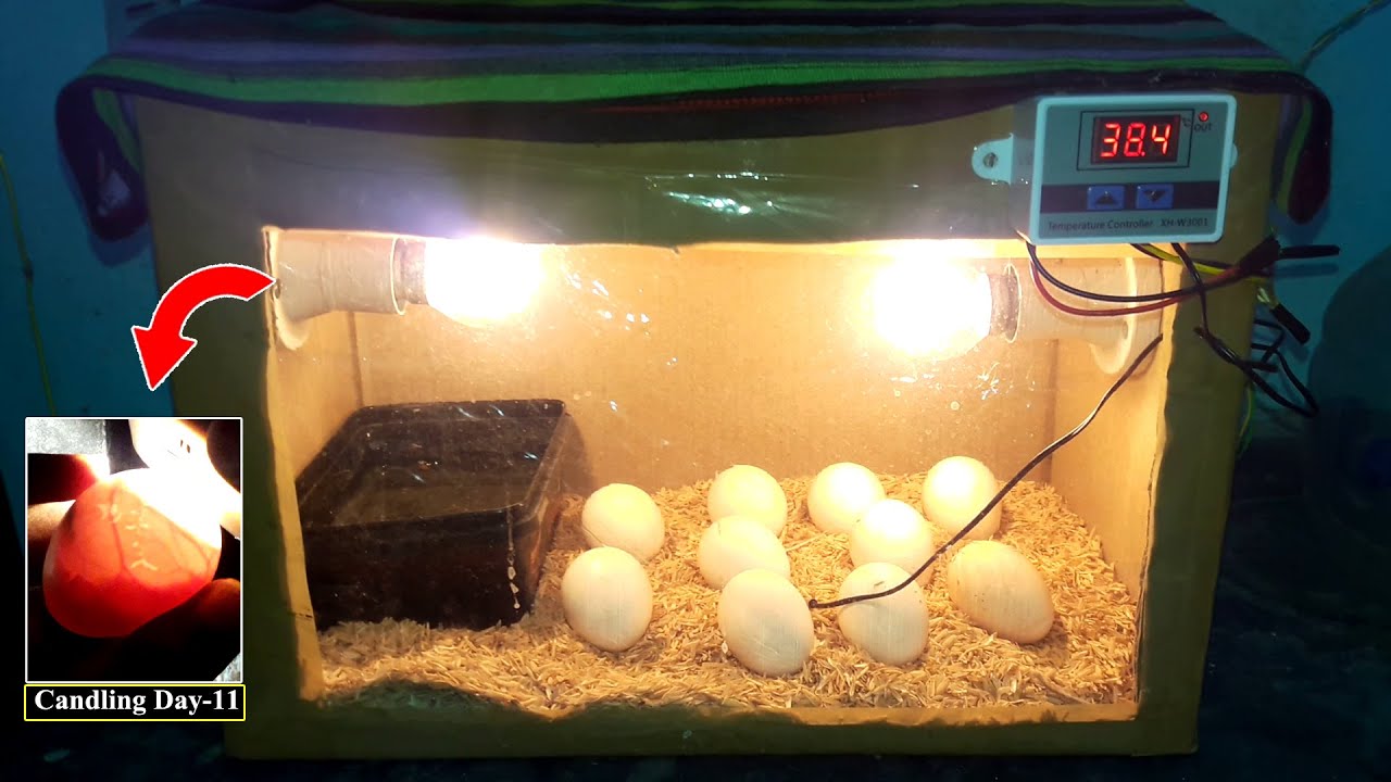 DIY Cardboard box egg incubator | DAY-11 | Candling Eggs | Birds Palace ...
