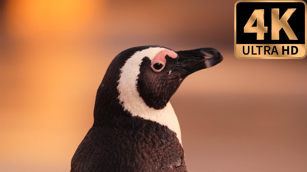 ANIMAL WORLD FOR KIDS IN 4K SEA WORLD - YouTube