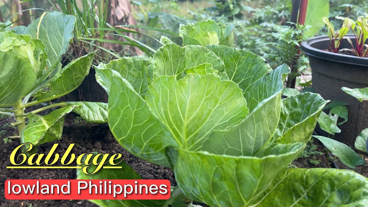 My cabbages are growing | Lowland Philippines - YouTube
