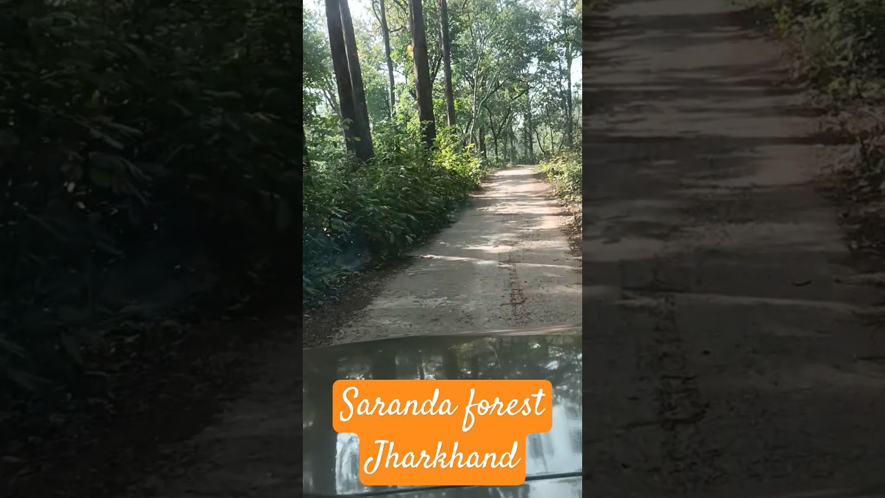 Saranda jungle safari Barbil - YouTube