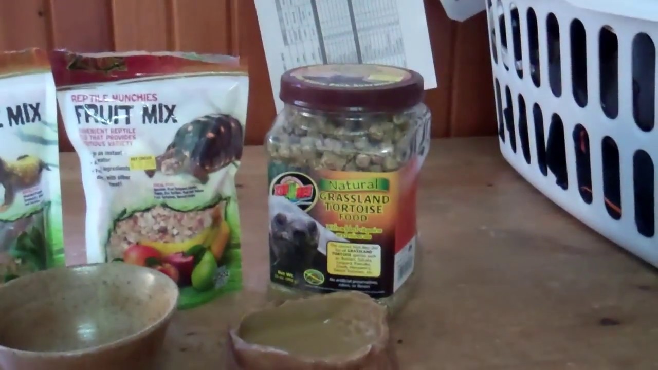 Proper Russian Tortoise Diet - YouTube