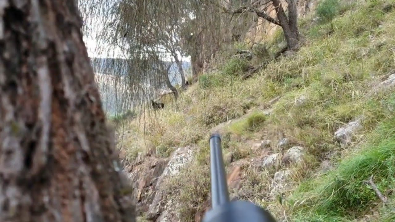 Wild Goat Stalk NSW 2022 - YouTube