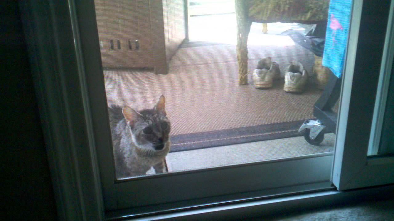 Cat cursing - YouTube