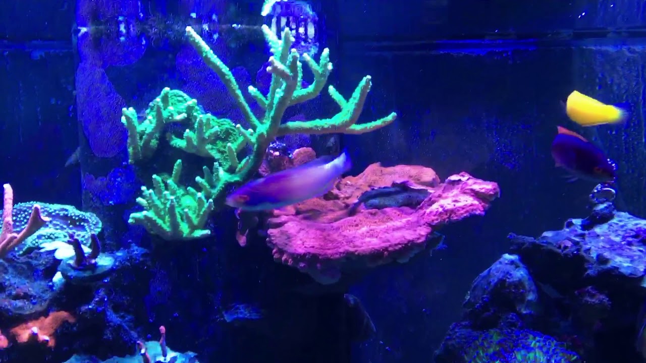 90 GALLON MIXED REEF TANK - RARE WRASSES : lieneatus, golden rhomboid ...