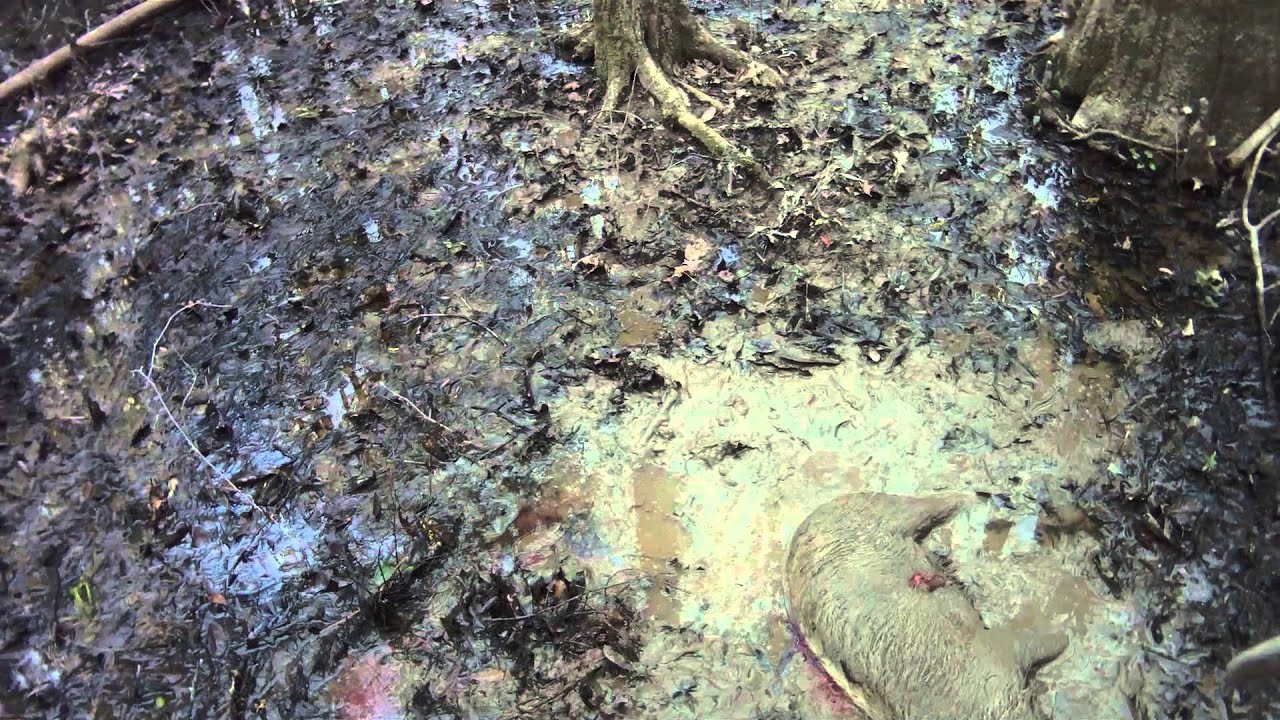 Hog Hunting the River Swamp - Recovery. - YouTube