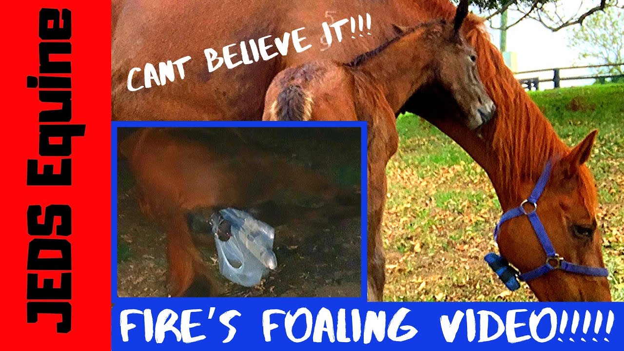 FIRE FOALING!!!! | FULL VIDEO OF FOALING FROM FEET OUT TO STANDING ...