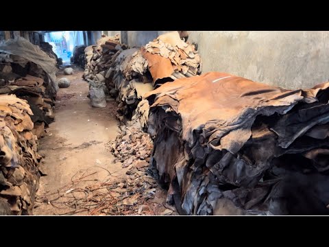 Inside an Indian Tannery | How to store raw hide stock in a tannery at ...