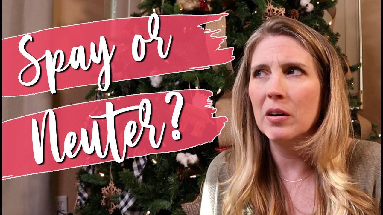 Should I Spay Or Neuter My Dog YouTube should-i-spay-or-neuter-my-dog-youtube