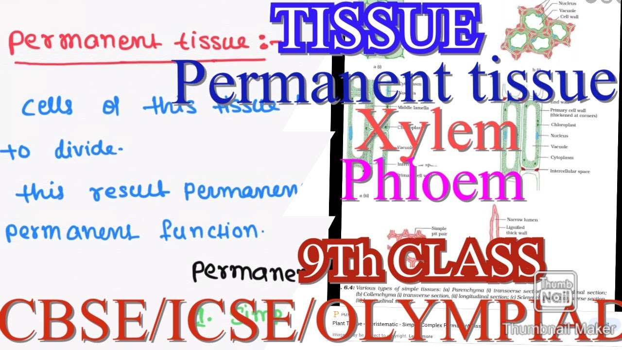 Permanent tissue, tissue class 9 science biology, cbse,icse,olympiad ...
