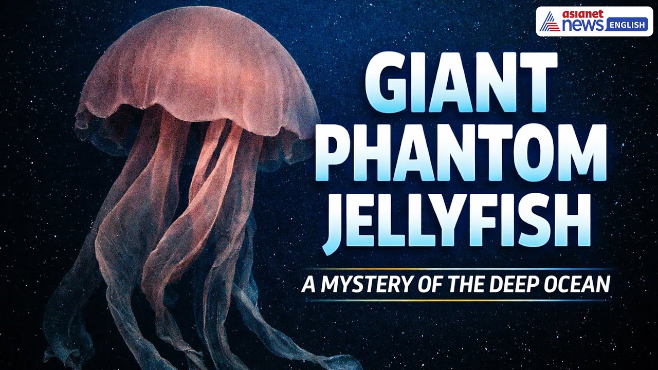 Giant Phantom Jellyfish: The Rare Deep-Sea Giant Filmed off Argentina ...