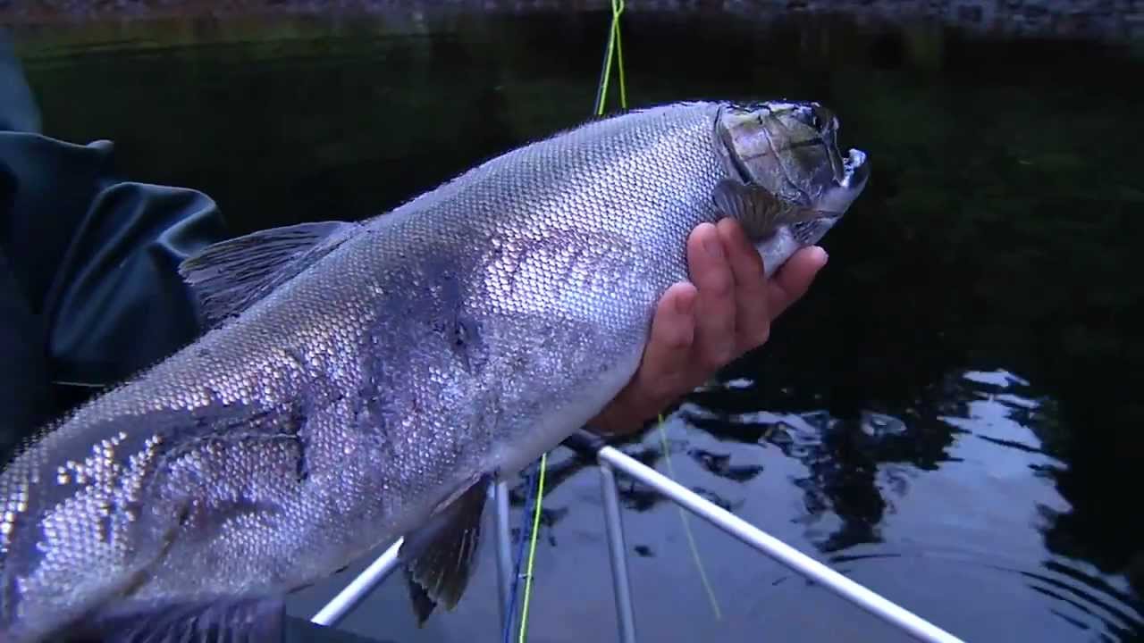 Fly Fishing Saltwater Coho Salmon with Wild Alaska Cruises ...