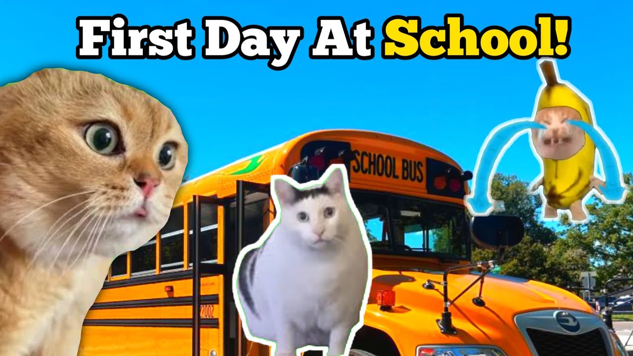 CAT MEMES: First Day at School Compilation - YouTube