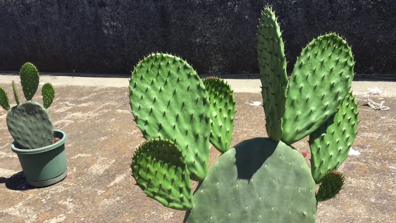Nopal en el techo de la casa - YouTube
