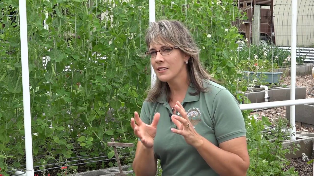 Why Lightning Makes Plants Grow More - YouTube