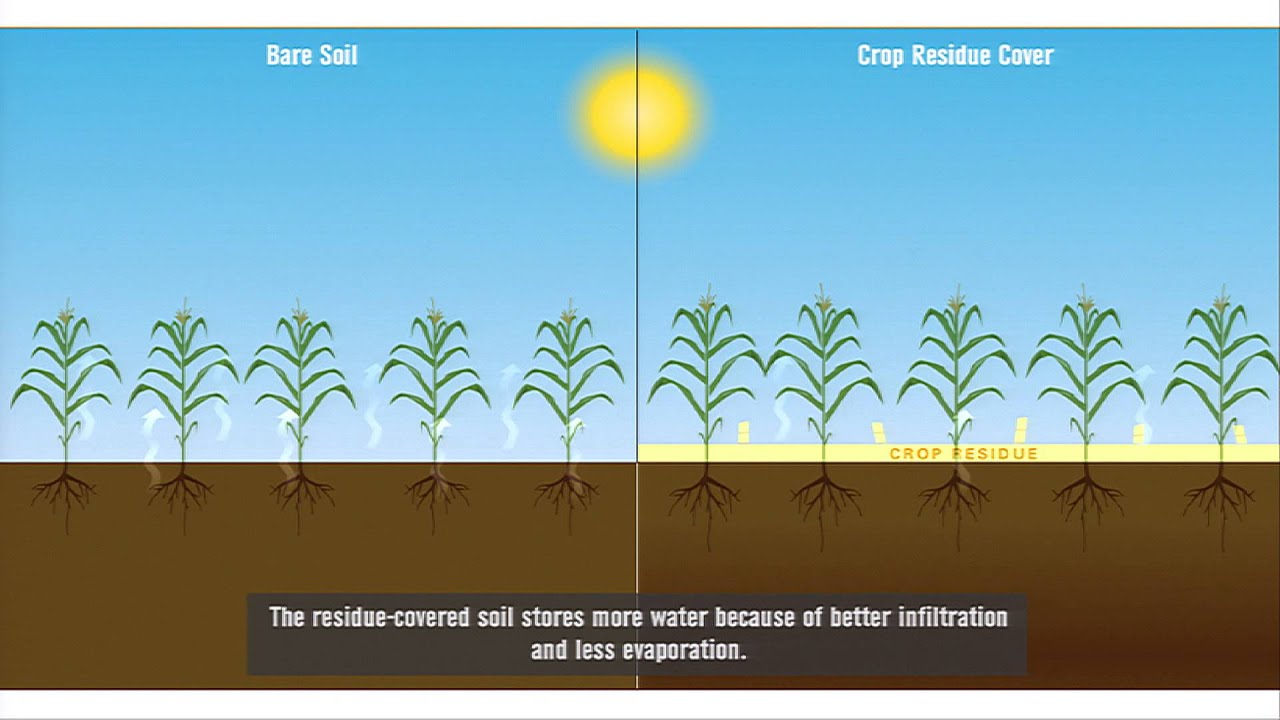 Saving Water and Increasing Yield with Crop Residue - YouTube
