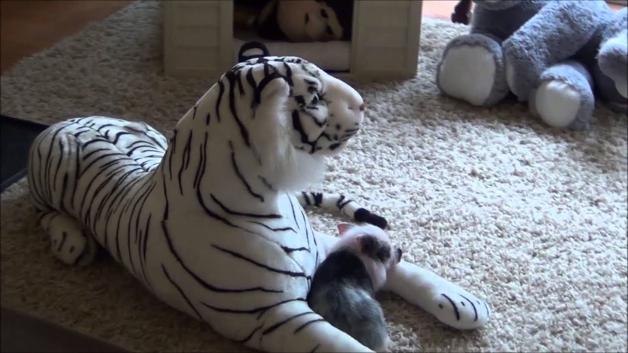 Finnegan the mini pig - Napping with his tiger - YouTube