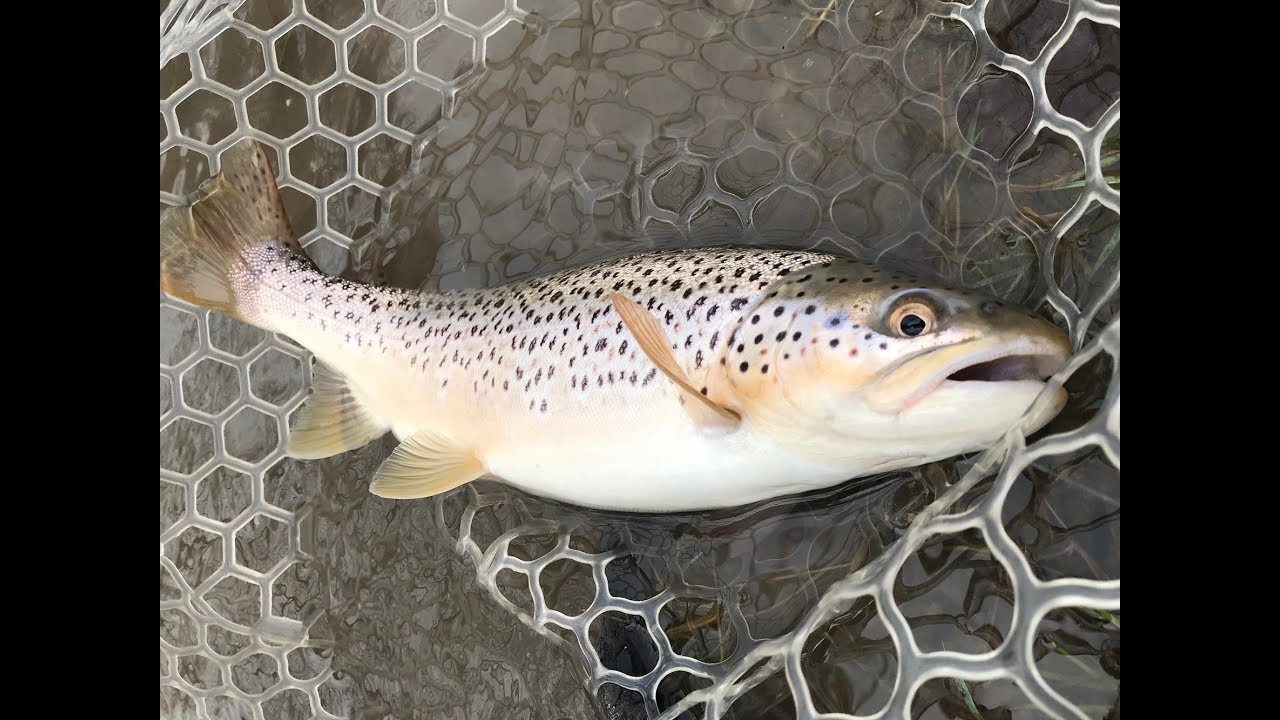 Spring Steelhead Fishing + Bonus Brown Trout 2018 - YouTube