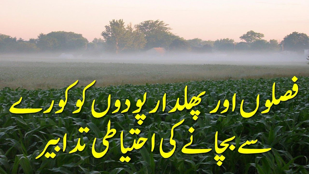 Sardion main apni faslon or phalon ko khoray sy bachain| Precaution to ...
