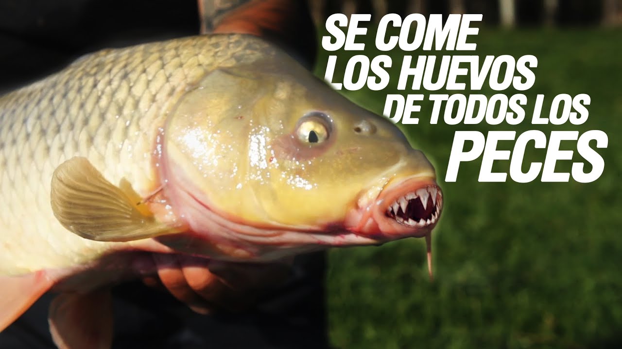 El Pez MALDITO CARPA se COME HUEVOS de todos LOS PECES #pesca - YouTube