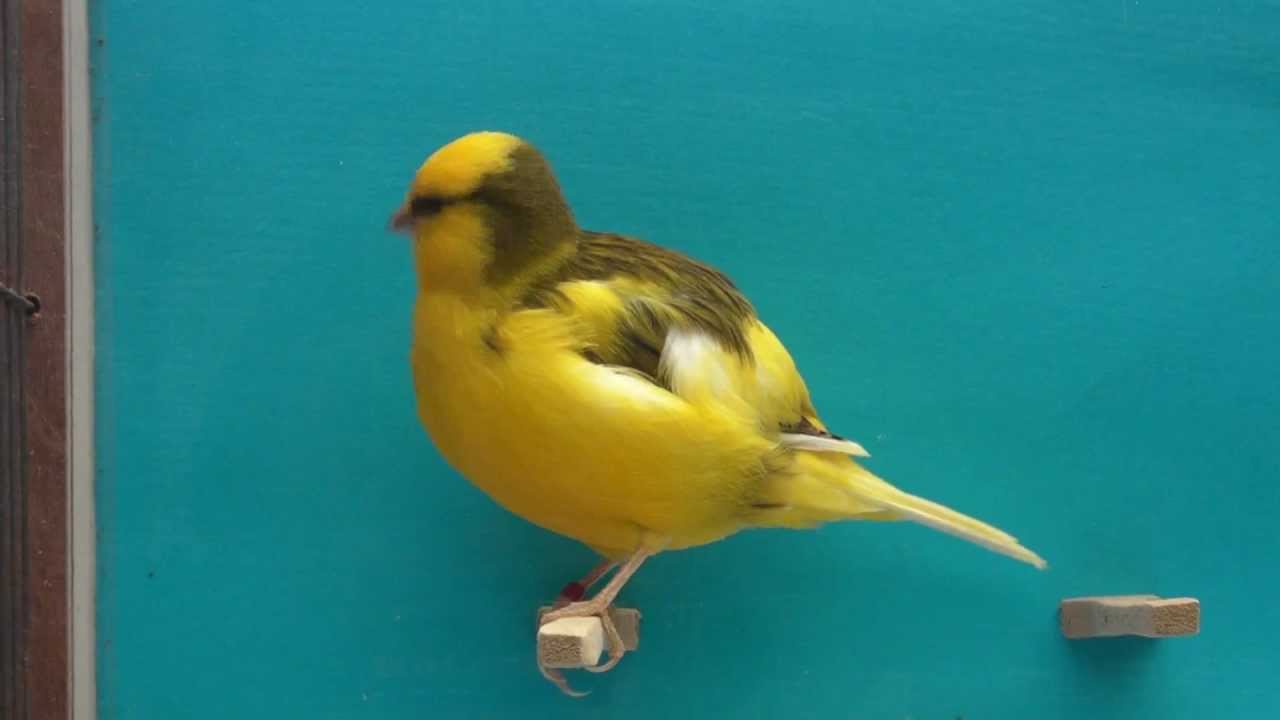 Phil Warnes 2012 border canary video - YouTube