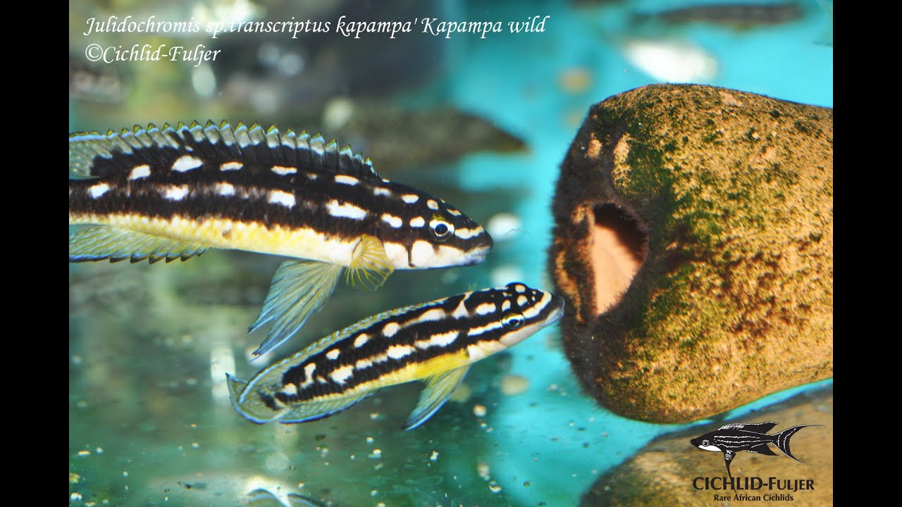Julidochromis Transcriptus