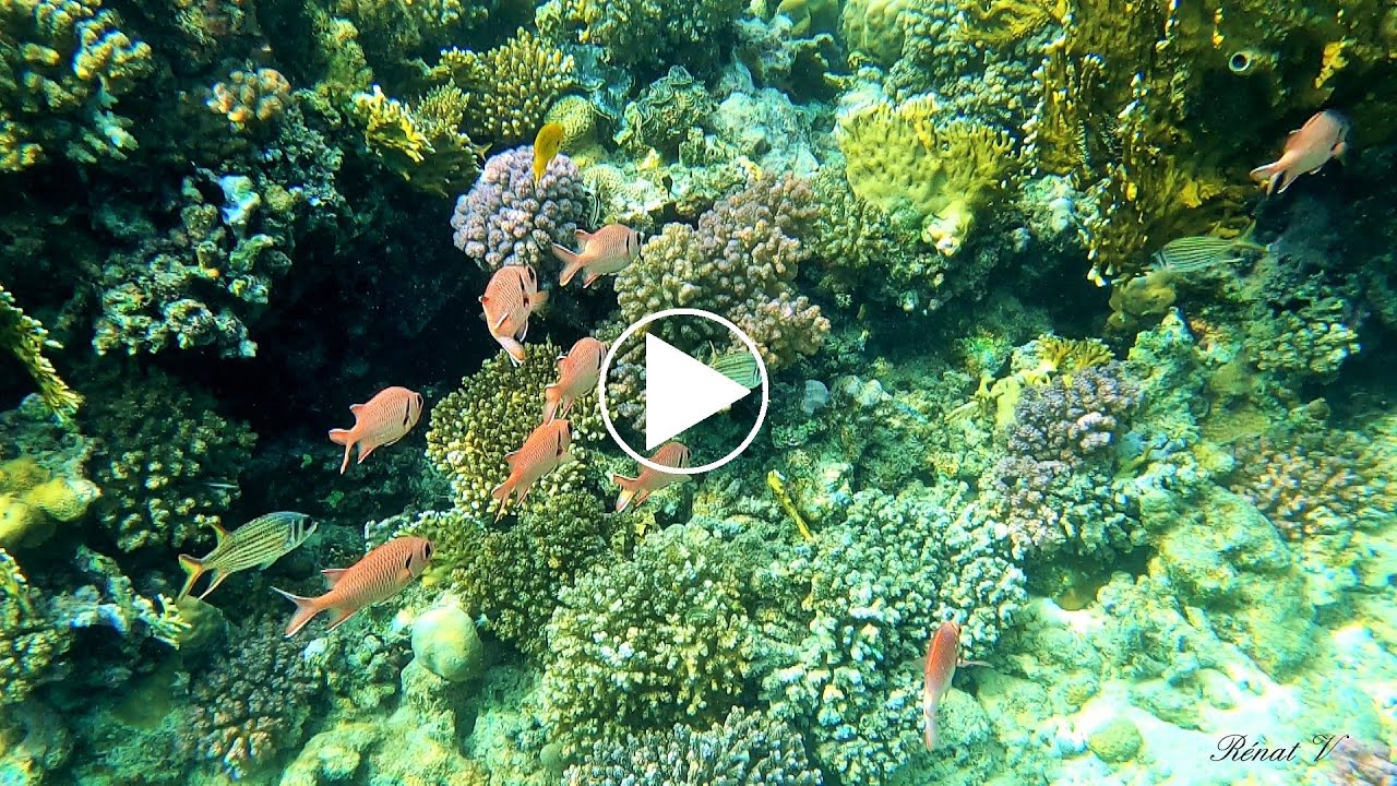 Admirez la vie marine spectaculaire dans l'un des plus beaux récifs de ...