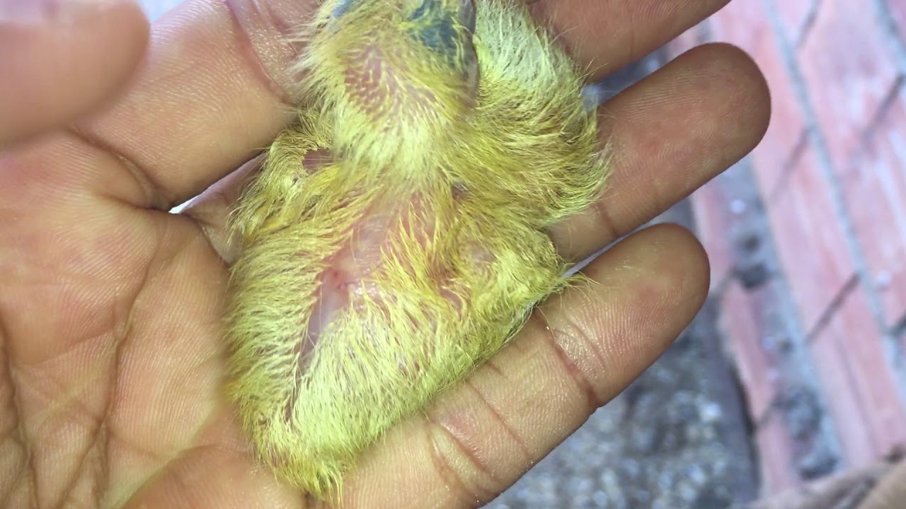 Criadouro Elias Viana: Filhote do pombo amarelo. - YouTube