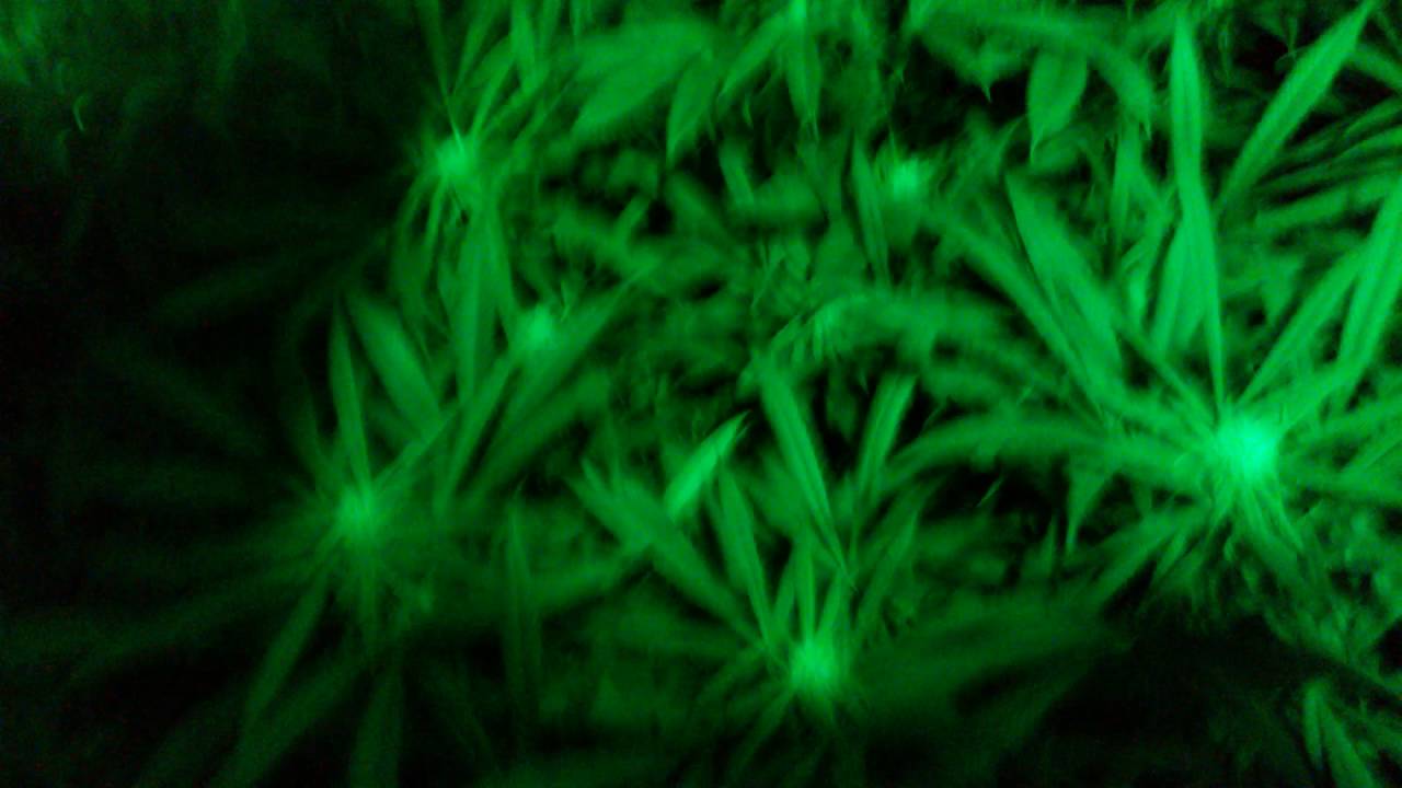 A night in my flowering cannabis garden and how to see - YouTube