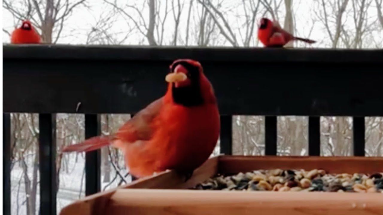 Bird Watching | Cardinals Closeup | Backyard Birds | Iowa | Calming ...