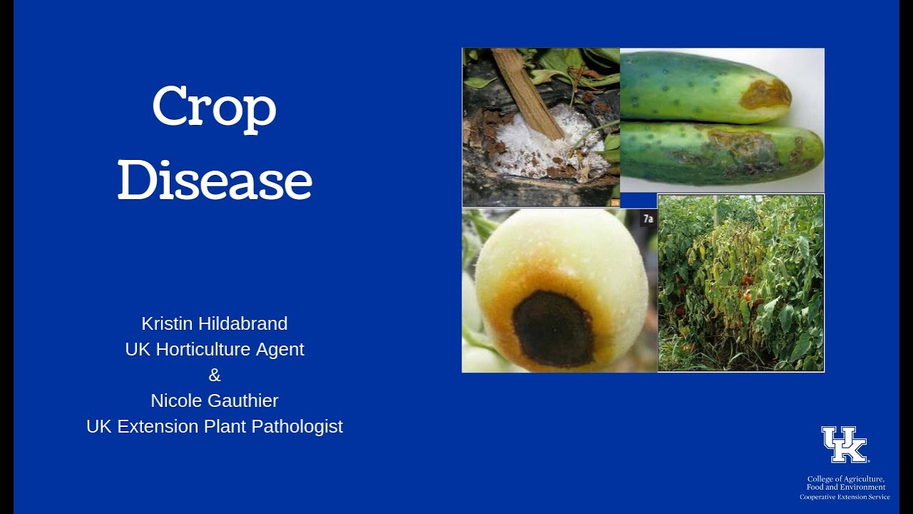 Crop Diseases - YouTube