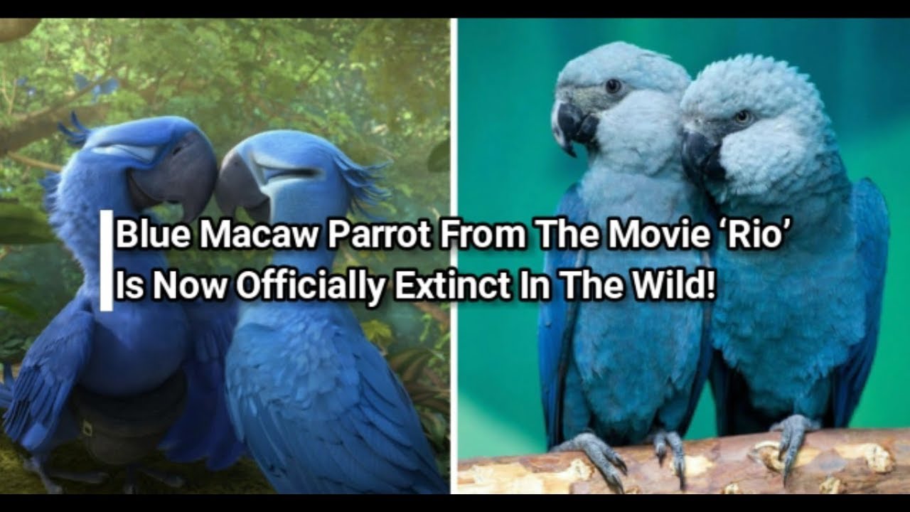 Blue Macaw Parrot From The Movie ‘Rio’ Is Now Officially Extinct In The ...