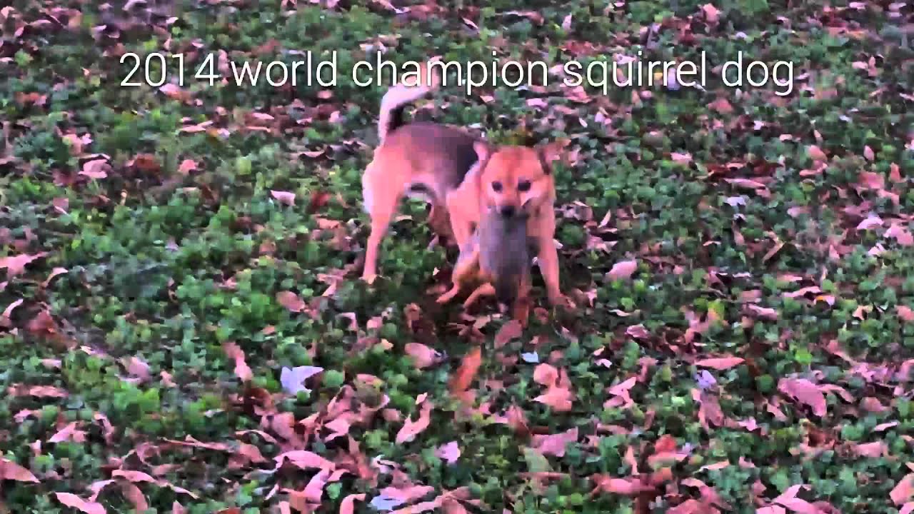Five Time World Champion Squirrel Dog - YouTube