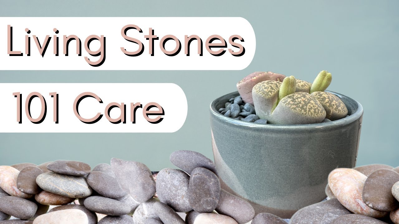 How to care for Lithops┃Living Stones 101 - YouTube