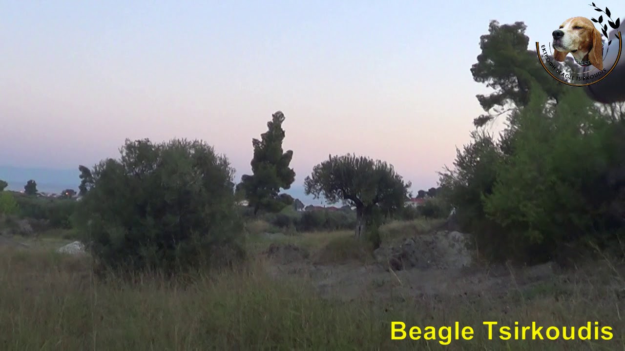 επιλεκτικη εκτροφη beagle, κυνηγι λαγου με beagle.. εναρξη 16-9-2017 ...
