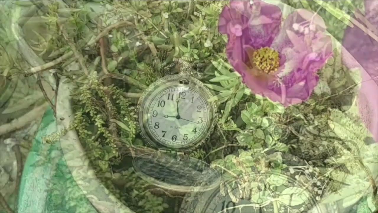 Bunga Jam Sembilan- Kembang Jam Songo - YouTube