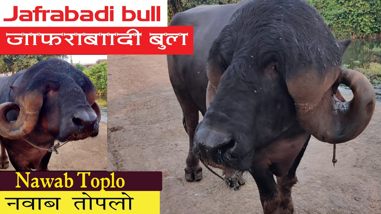 Jafrabadi bull | Nawab Toplo | જાફરાબાદી બુલ | નવાબ ટોપલો | New ...