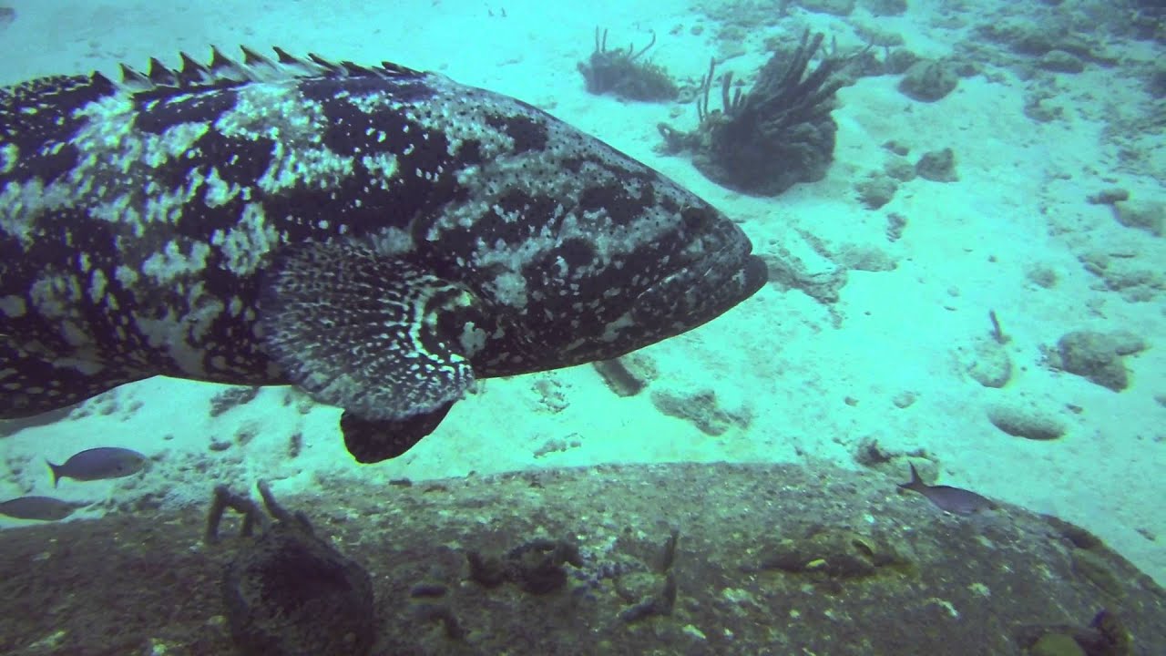 Mergulho no Caribe - Peixe Mero - YouTube