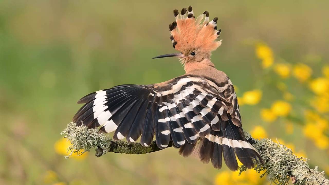 Wildlife Photo Hides In Spain YouTube wildlife-photo-hides-in-spain-youtube
