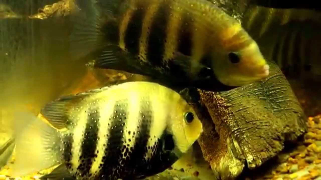 Green Chromide / Etroplus suratensis in Full Breeding Dress With Eggs ...