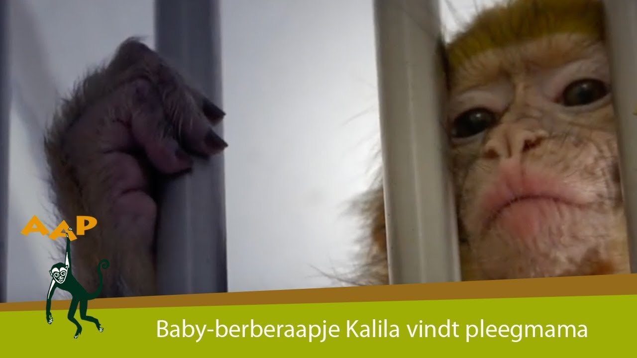 Baby-berberaapje Kalila en pleegmama Zatoute - Stichting AAP - YouTube