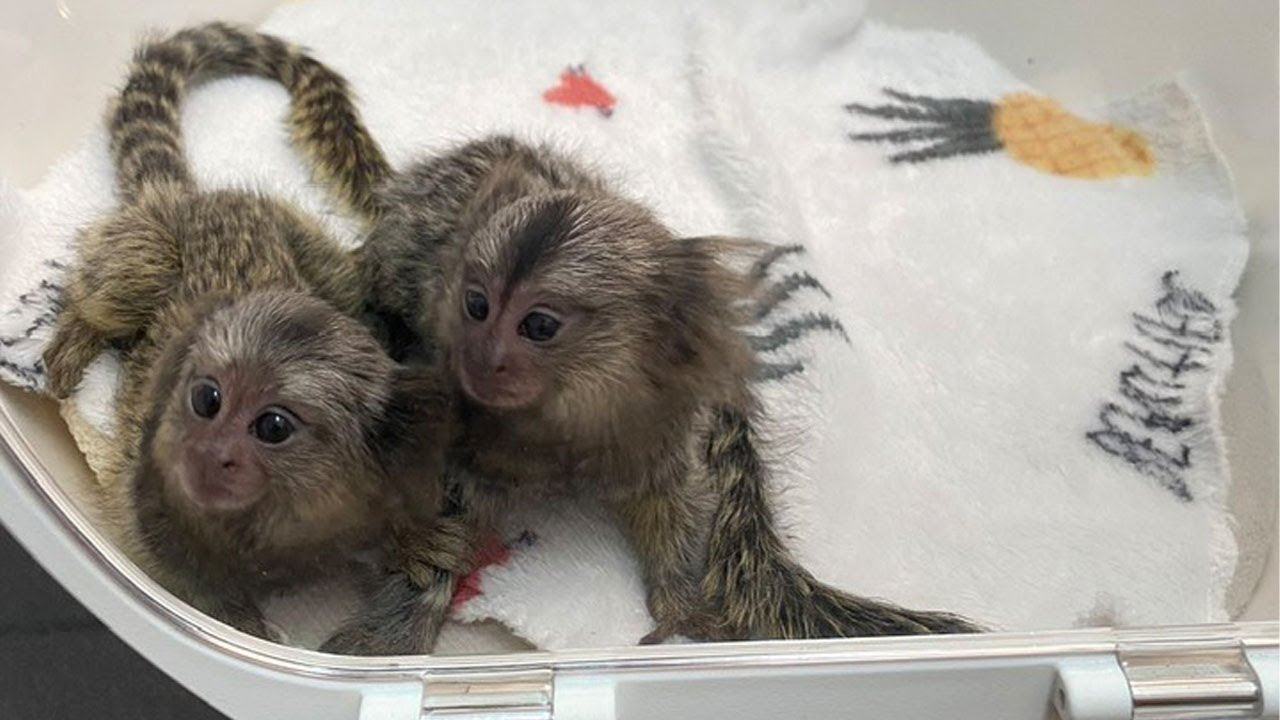 Pretty Cute Marmoset monkeys - YouTube