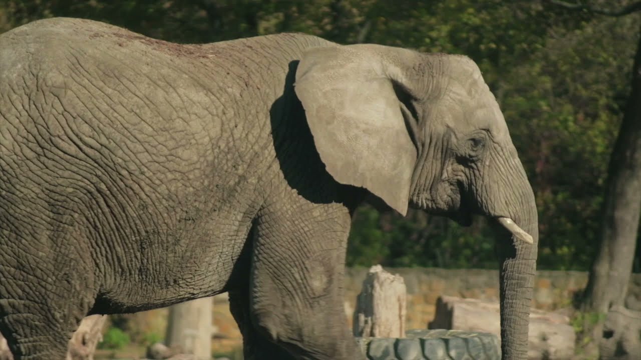 The Elephant's Girl by Celesta Rimington - YouTube