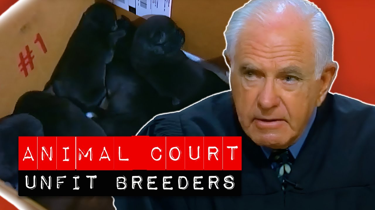 The Battle to End Unfit Breeders | Animal Court - YouTube