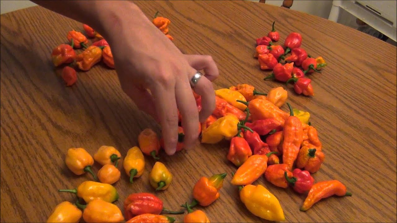 Early September hot pepper harvest. - YouTube